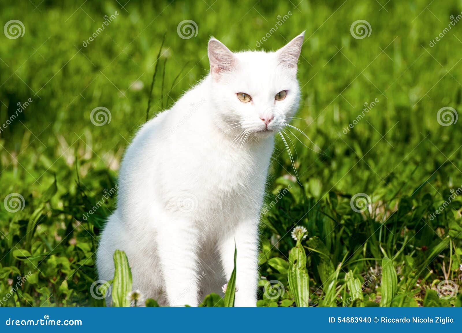 White cat stock photo. Image of clean, beauty, summer - 54883940