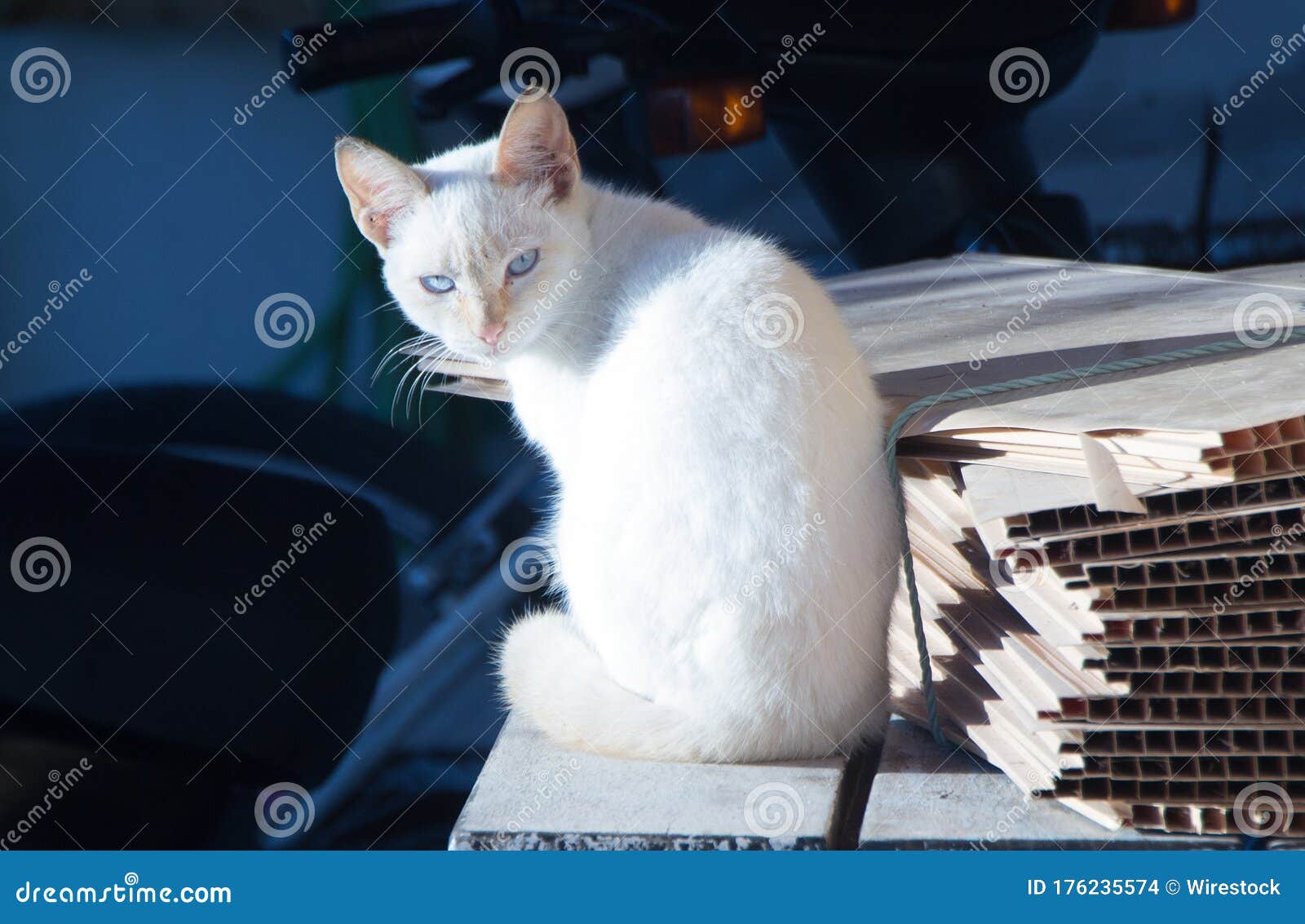 White Cat Sitting while Looking Back at the Camera Stock Photo - Image ...