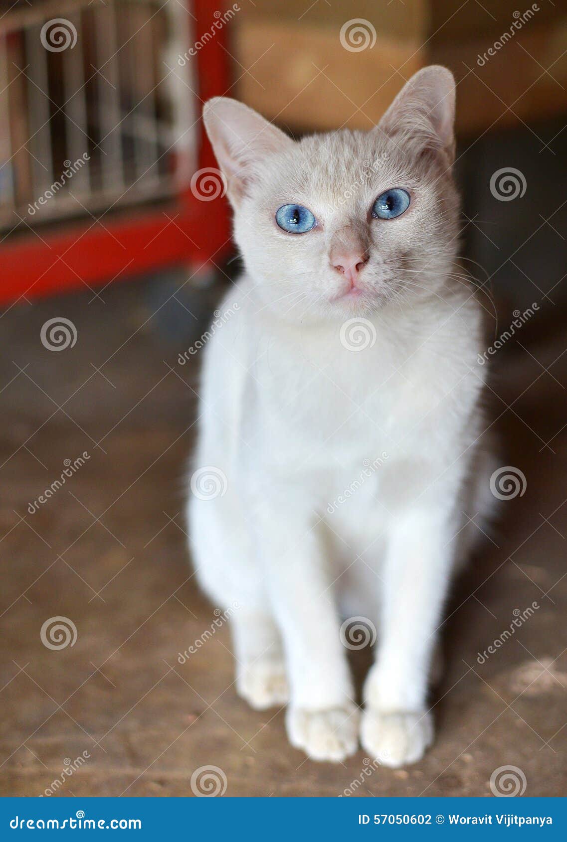 White cat sitting stock photo. Image of portrait, sweet - 57050602