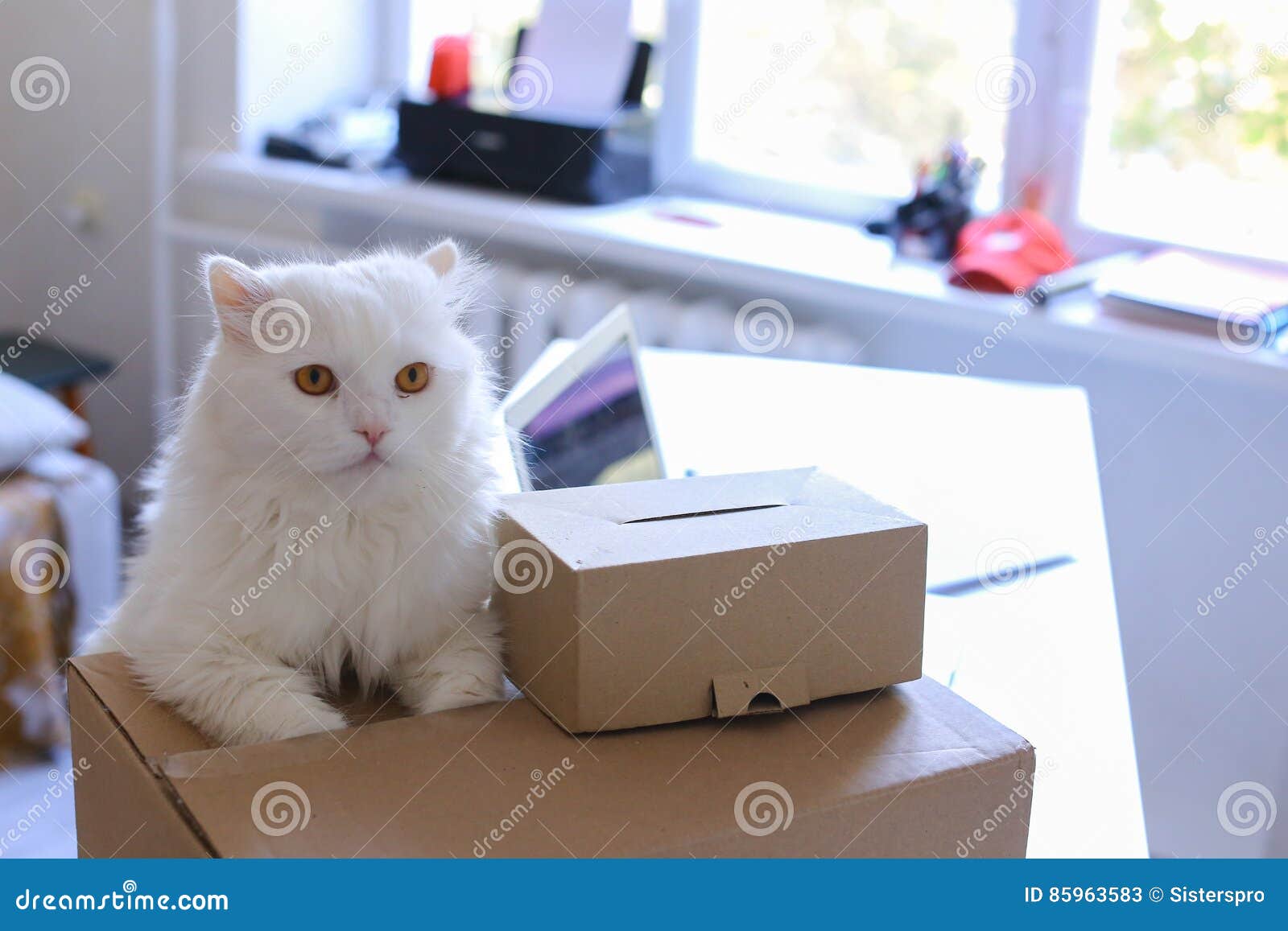 White Cat Sitting on Table and Wants To Get into Big Box. Stock Image ...