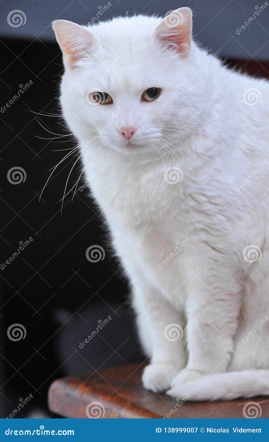 White Cat Sitting Face Wise Stock Image - Image of color, front: 138999007