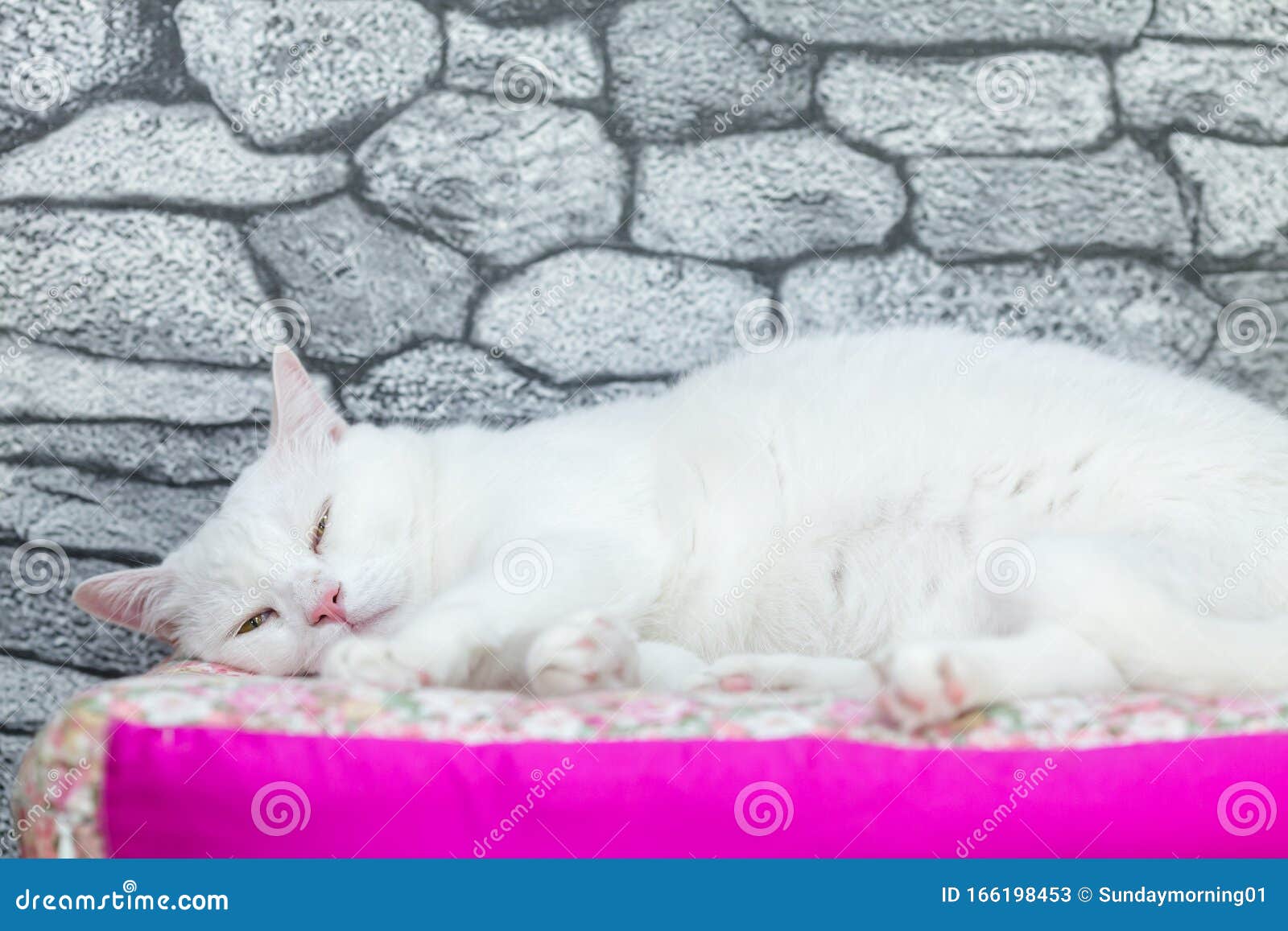 White cat sleep stock image. Image of cute, white, sleeping - 166198453