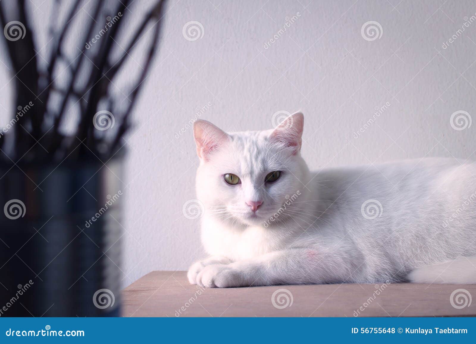 White cat sleep on table. stock photo. Image of blue - 56755648
