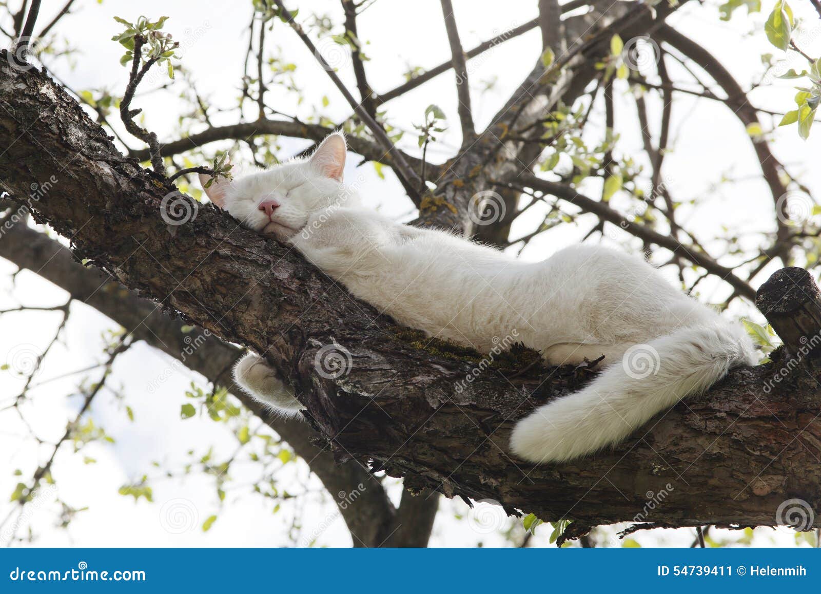 White Cat Sleep on the Tree Stock Image - Image of carnivore, playful ...
