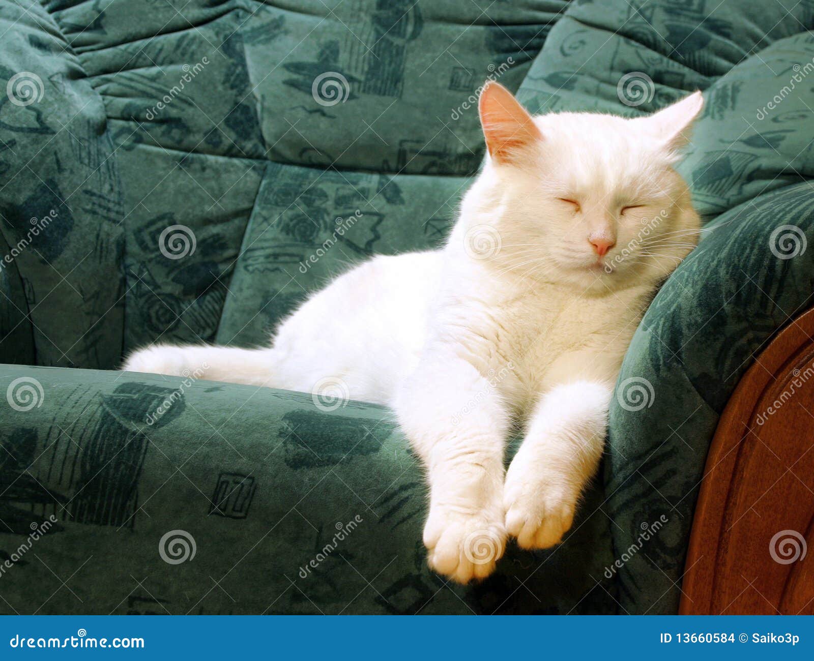 White cat sleeping stock photo. Image of animal, fare - 13660584