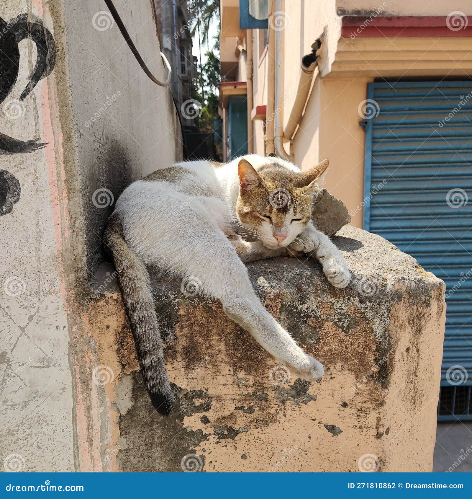 White Cat Sleeping on a Damage Wall Stock Photo - Image of damage ...