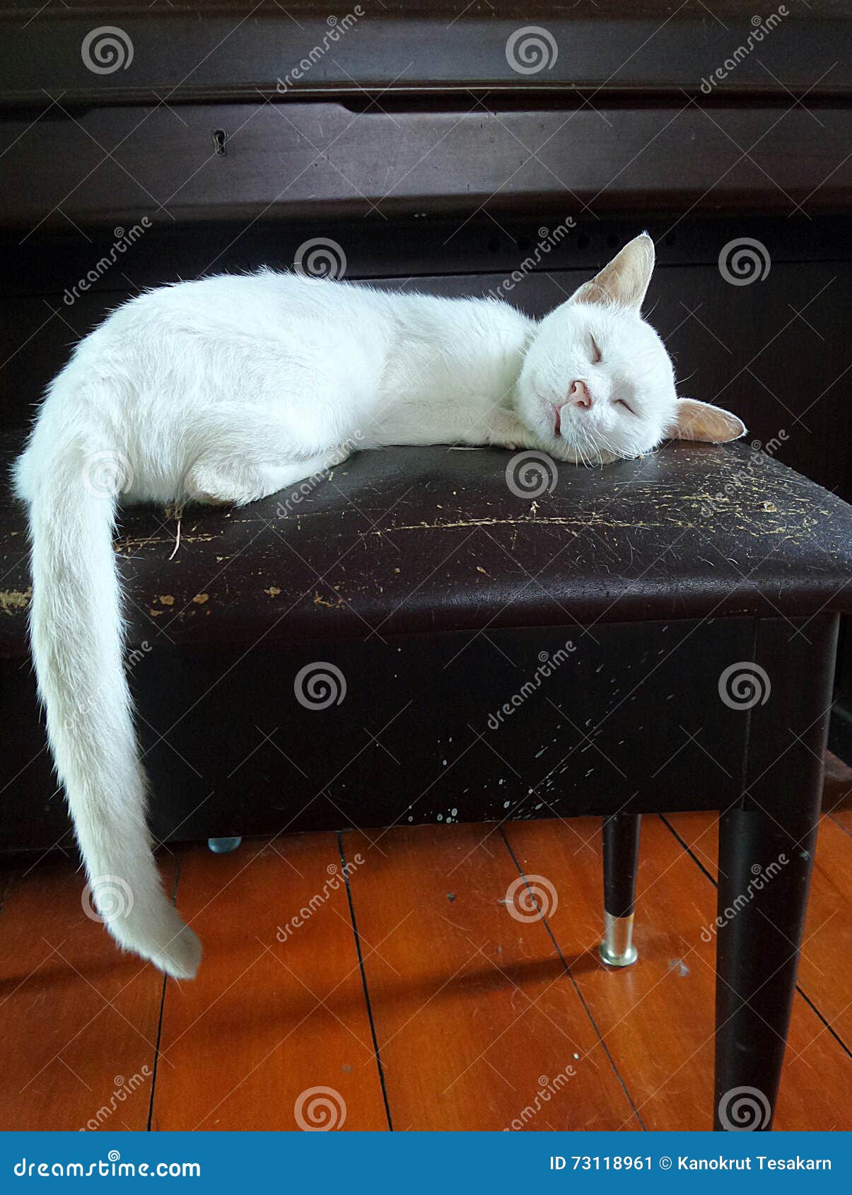 White Cat Sleeping Happily on Piano Stool Stock Image - Image of dream ...