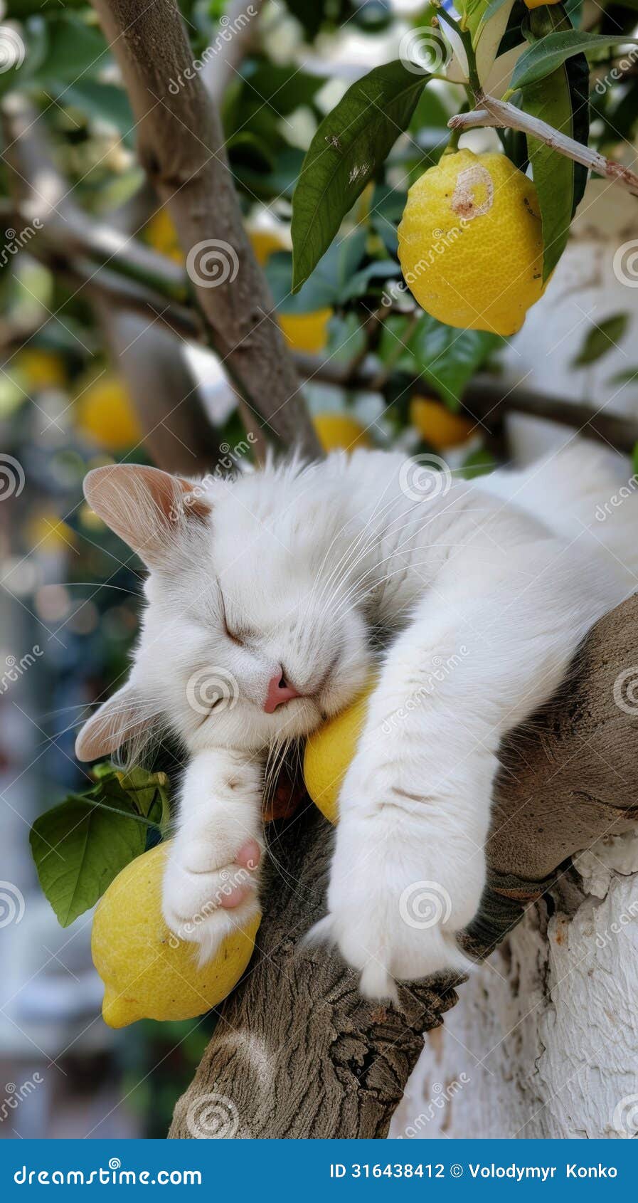 White Cat Sleeping on a Lemon Tree Branch Stock Photo - Image of ...