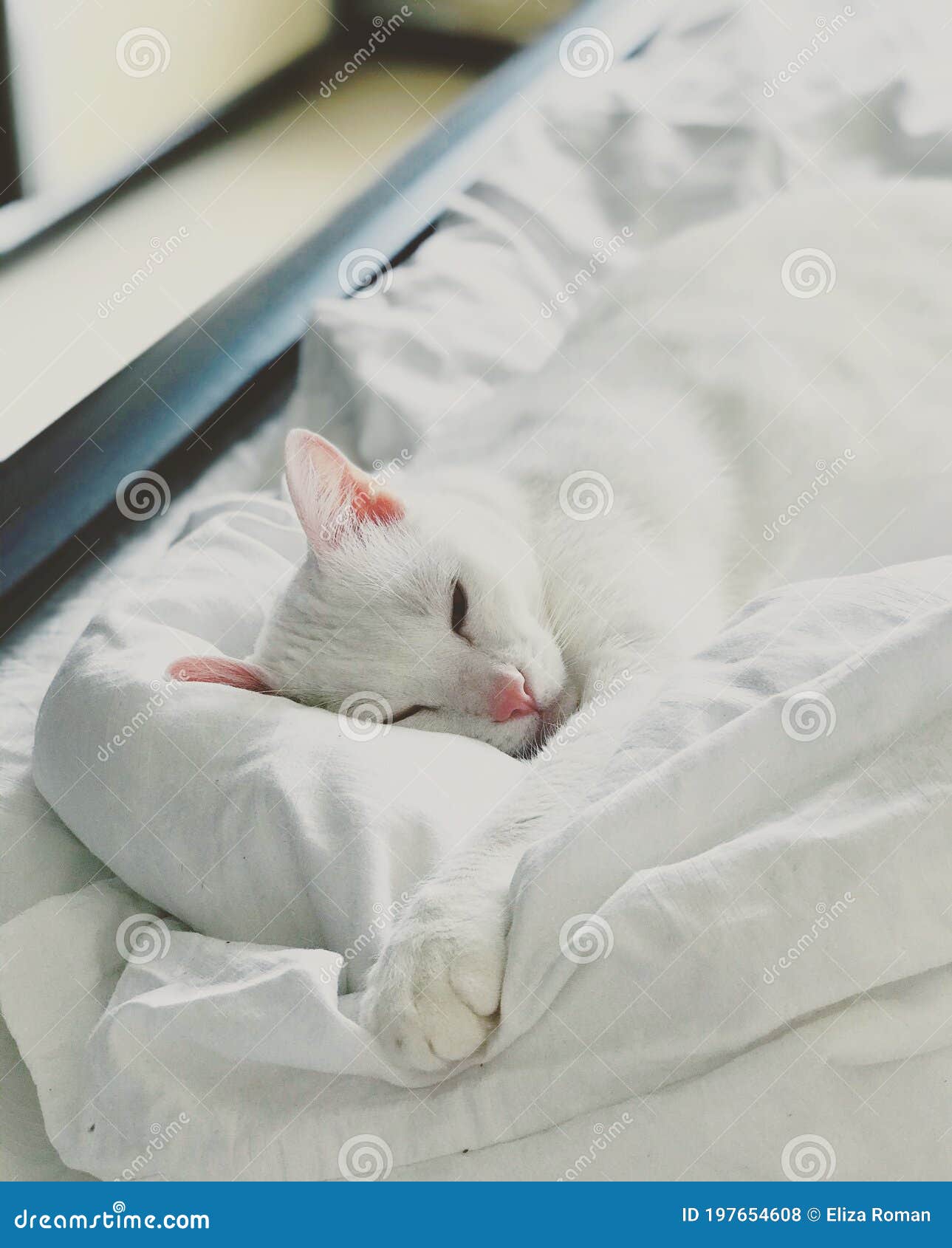 White cat sleeping stock photo. Image of white, sleeping - 197654608