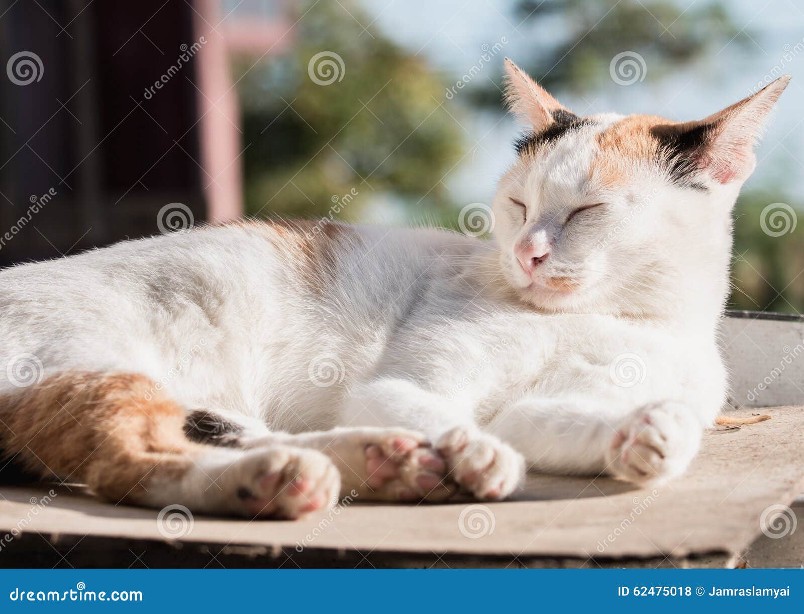 White cat sleeping stock photo. Image of asleep, feline - 62475018