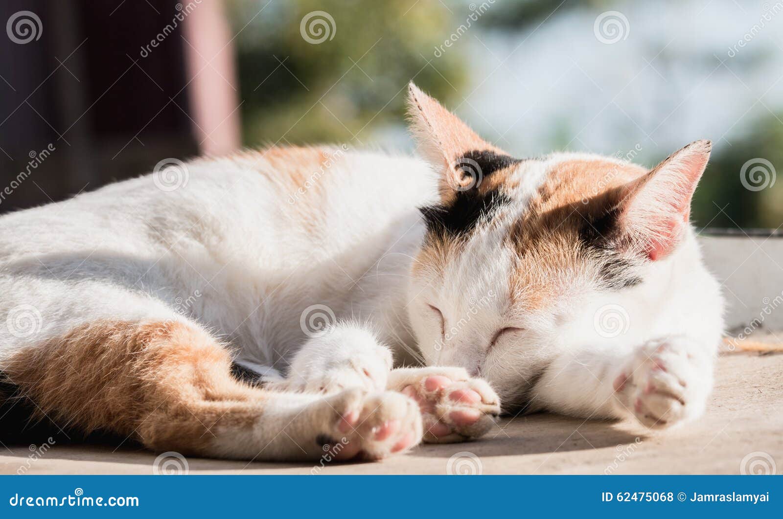 White cat sleeping stock photo. Image of relaxation, sleeping - 62475068
