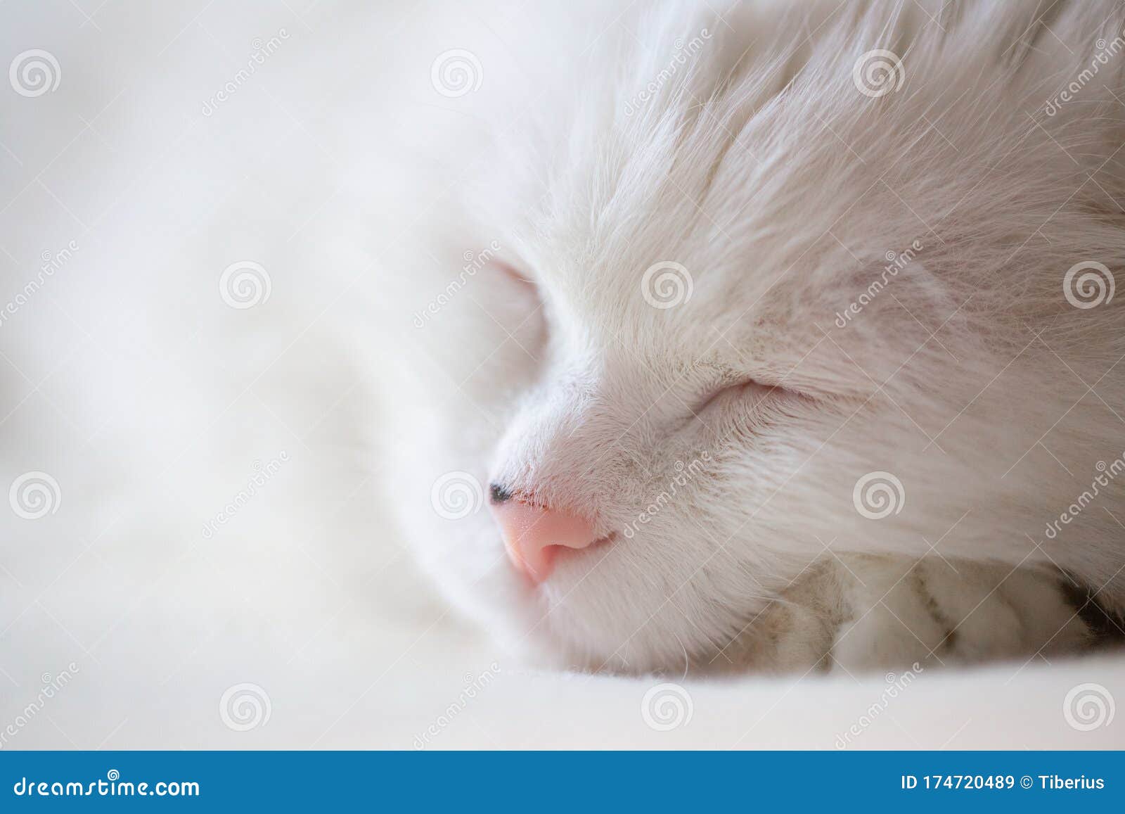 White Cat Sleeping Peacefully Stock Image - Image of face, cute: 174720489