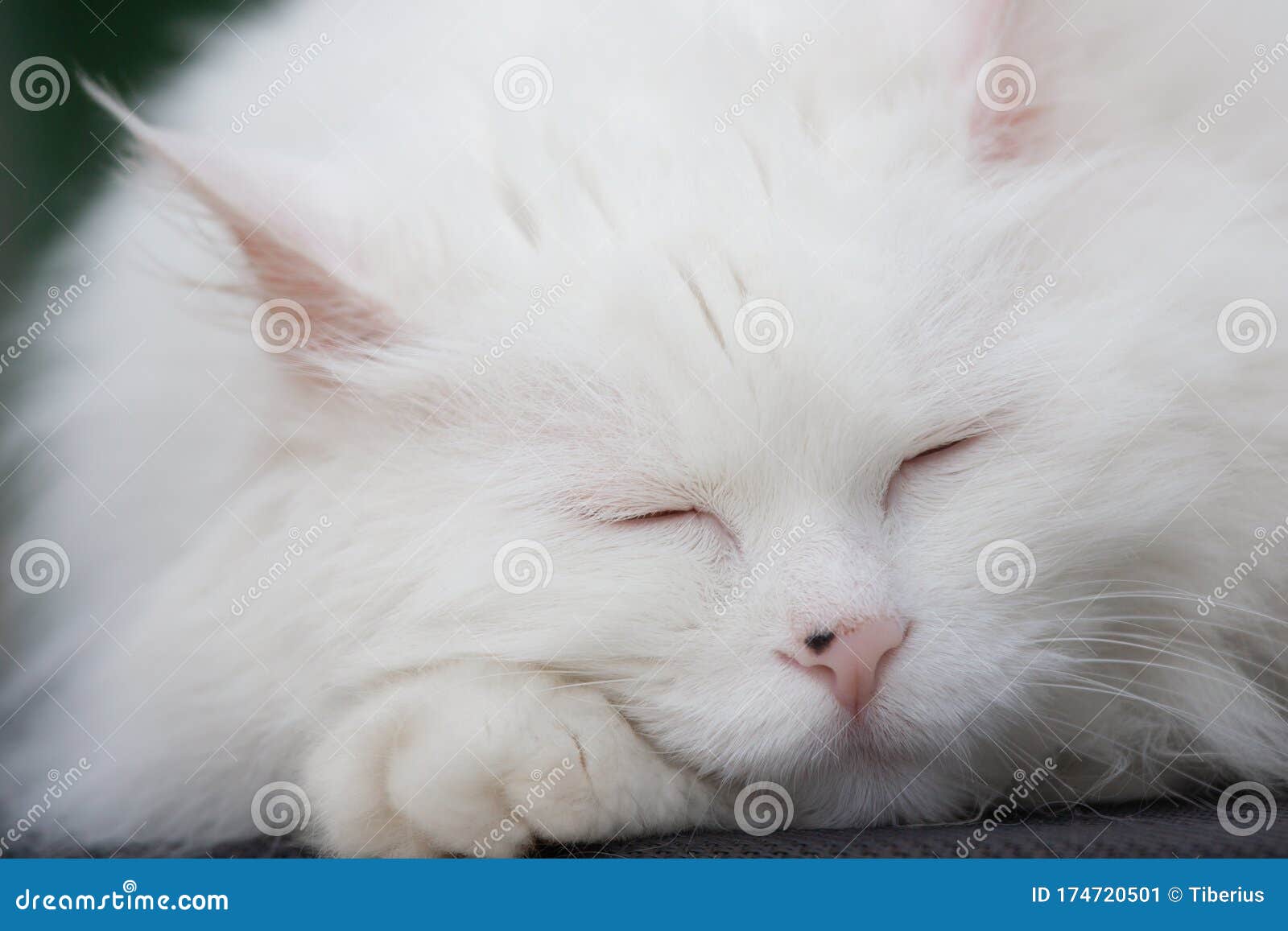 White Cat Sleeping Peacefully Stock Image - Image of white, little ...