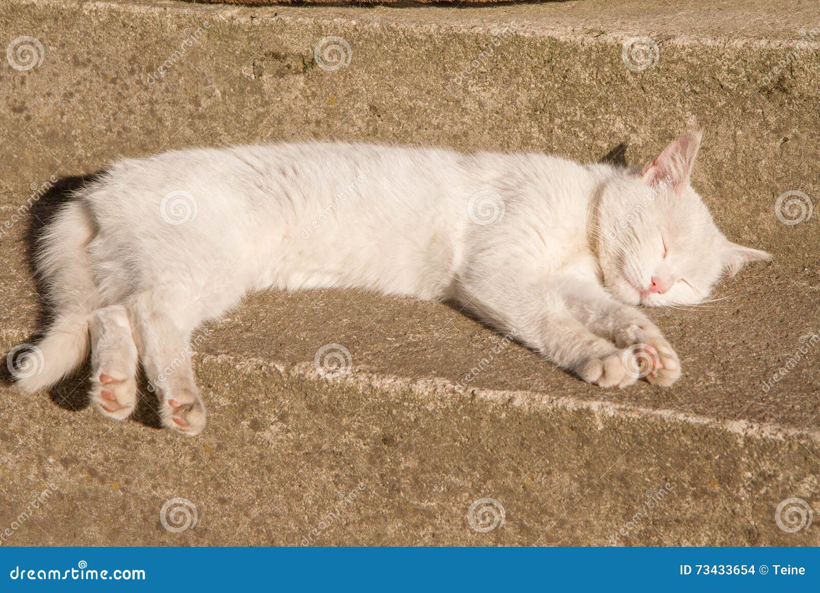 White cat sleeping stock photo. Image of asleep, sunbathe - 73433654