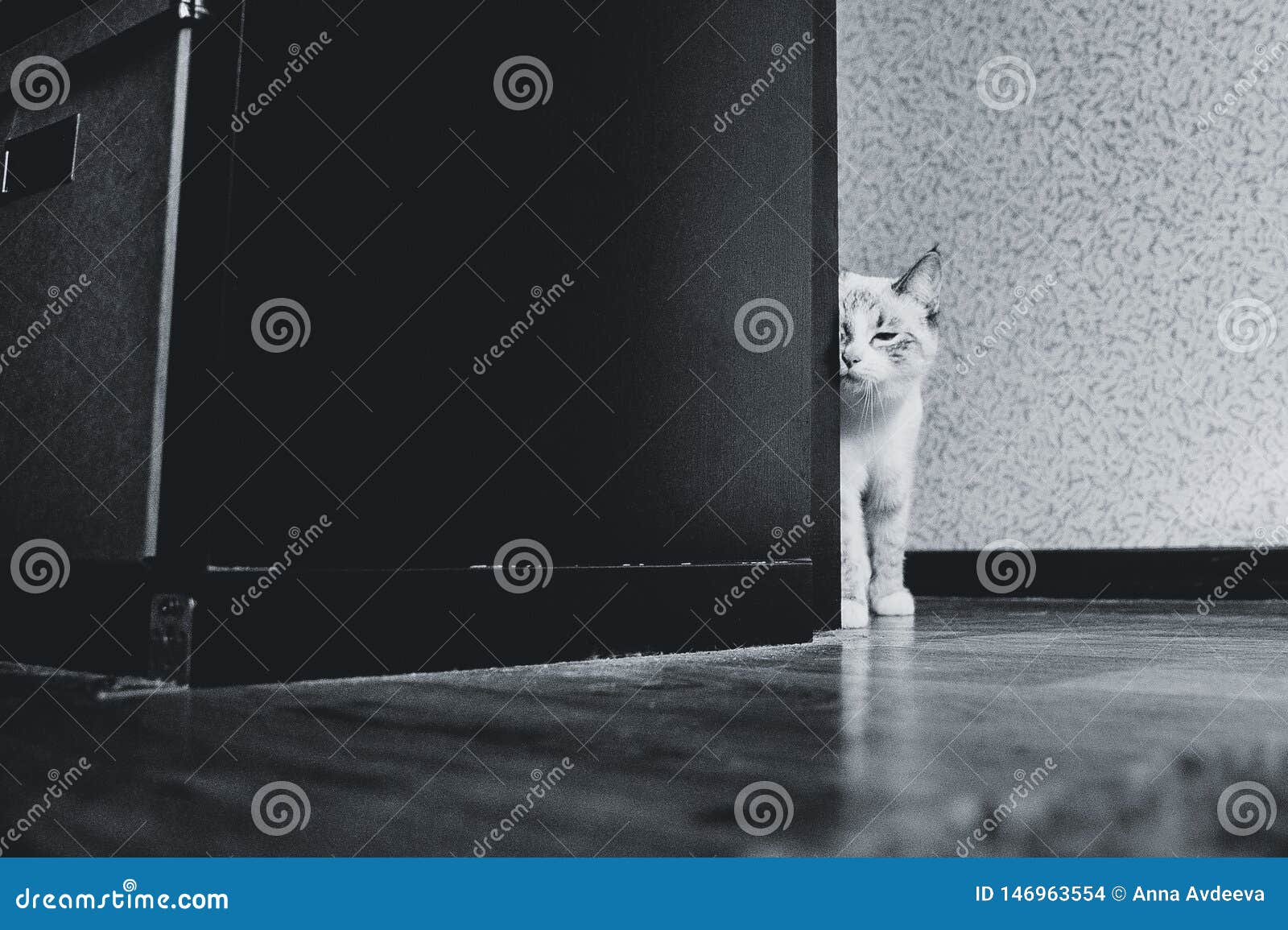 White Cat Sniffing the Corner of a Rack Stock Photo - Image of ...