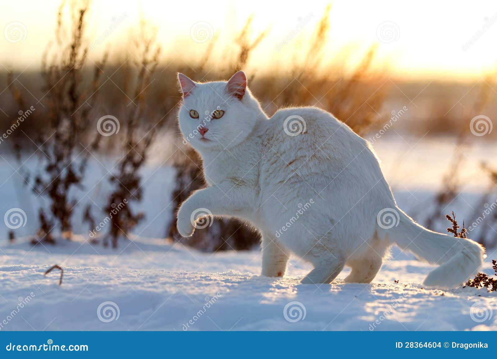 White cat on snow stock photo. Image of snow, white, kitten - 28364604
