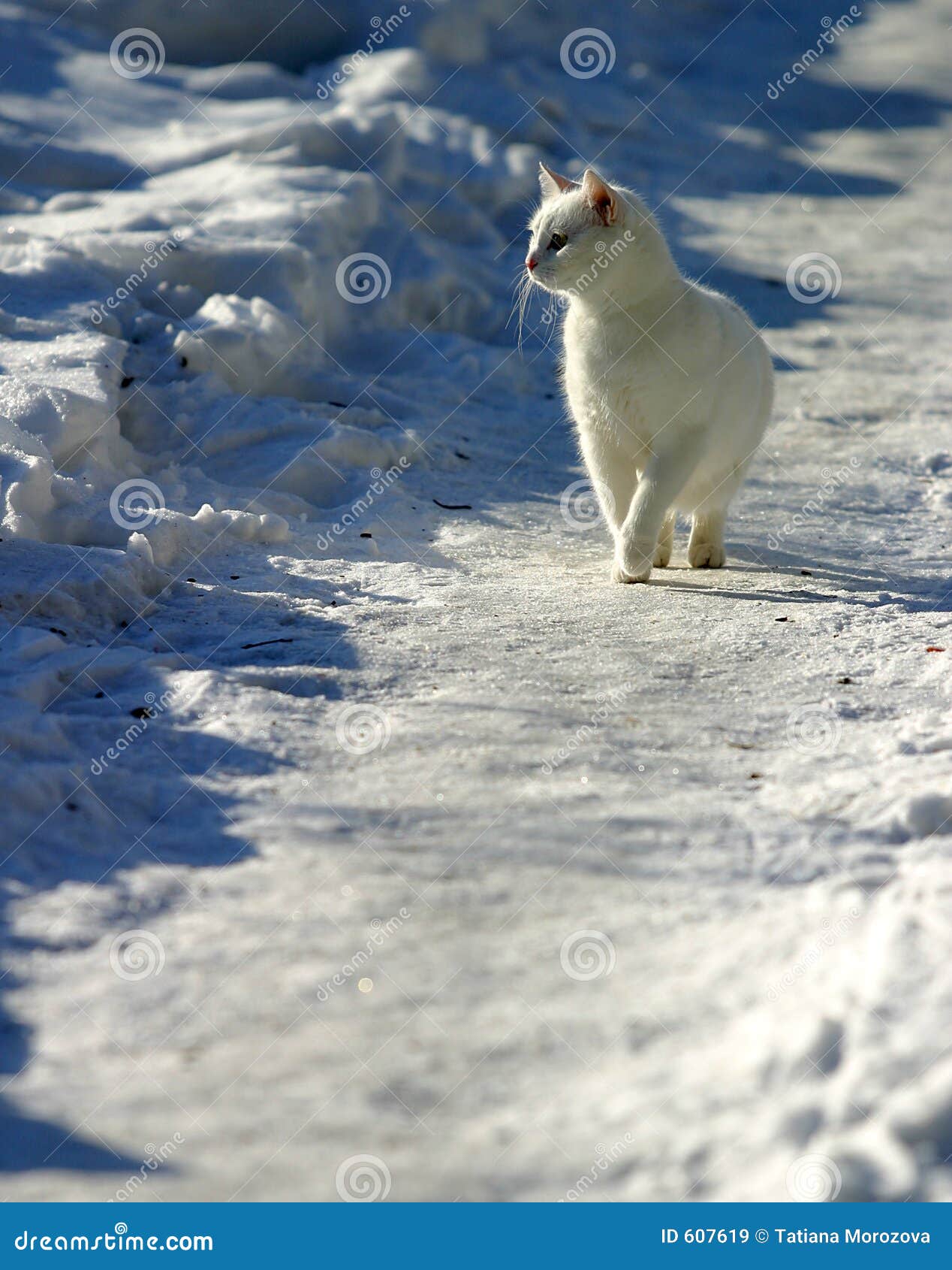 White cat on snow stock image. Image of fluffy, white, cautiously - 607619