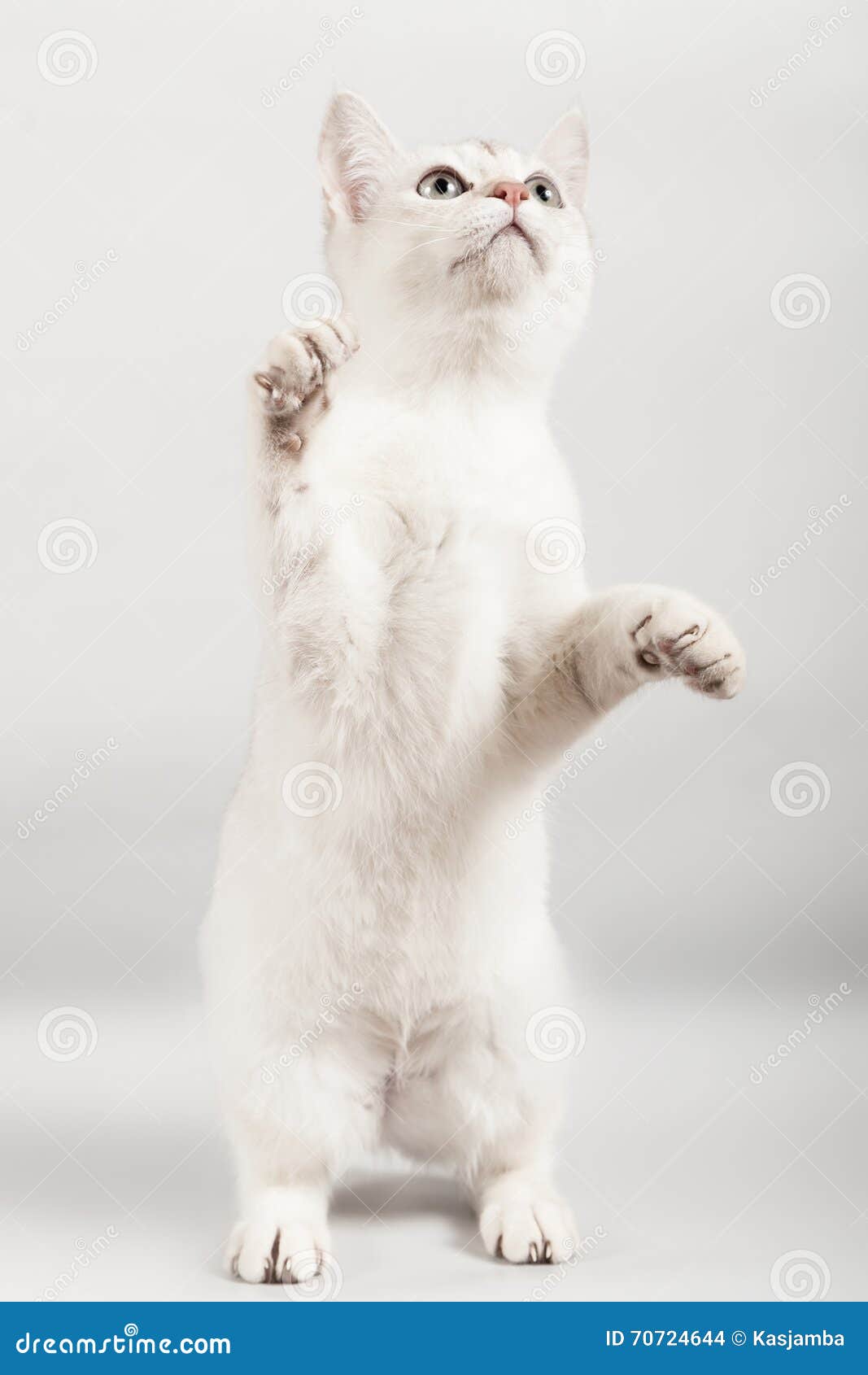 Standing White Cat
