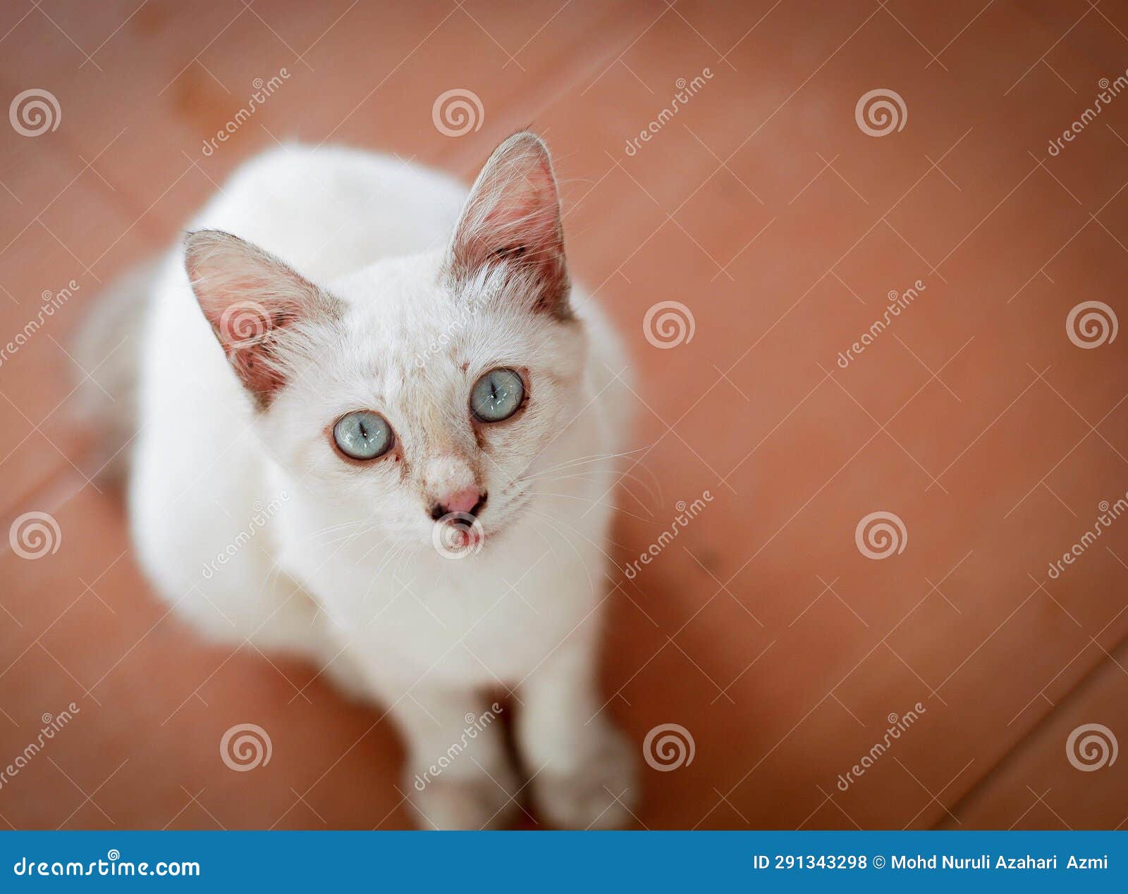 White Cat Stare at You from the Higher Place Stock Photo - Image of ...
