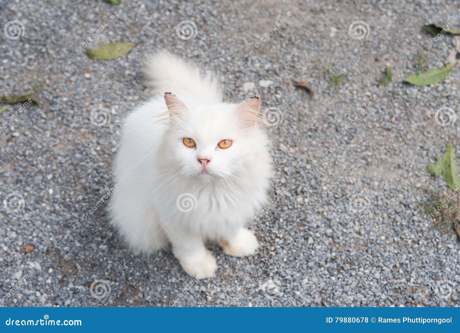 White Cat Staring Looking See Forward Stock Photo - Image of beautiful ...