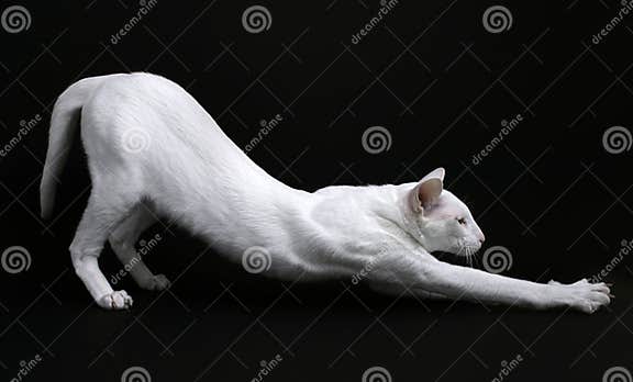 White cat stretching stock photo. Image of relax, relaxing - 8116348