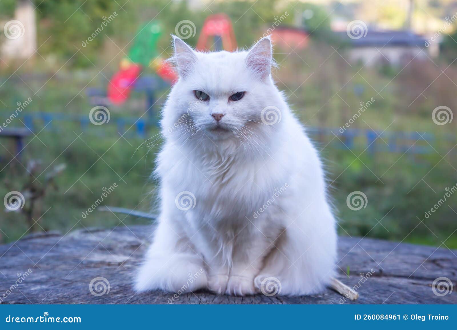The White Cat is Strong in Nature. Cat Mammals Stock Image - Image of ...