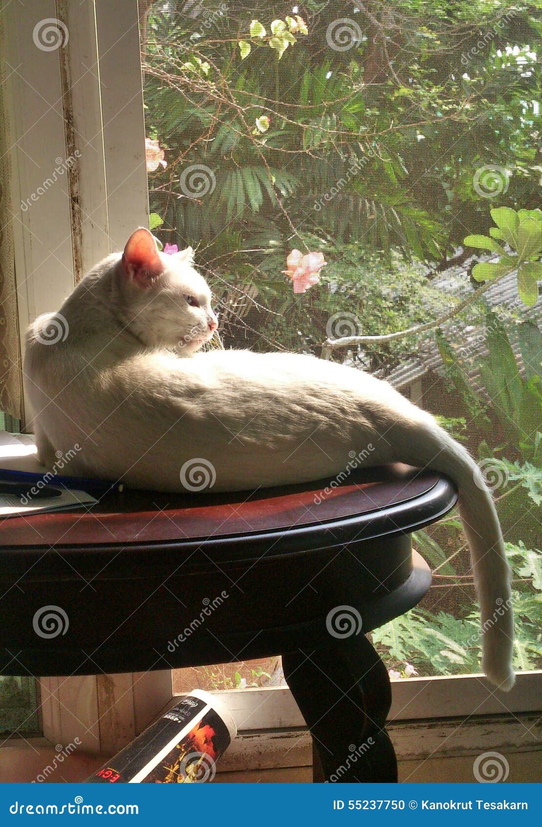 White cat on the table stock photo. Image of table, lazy - 55237750