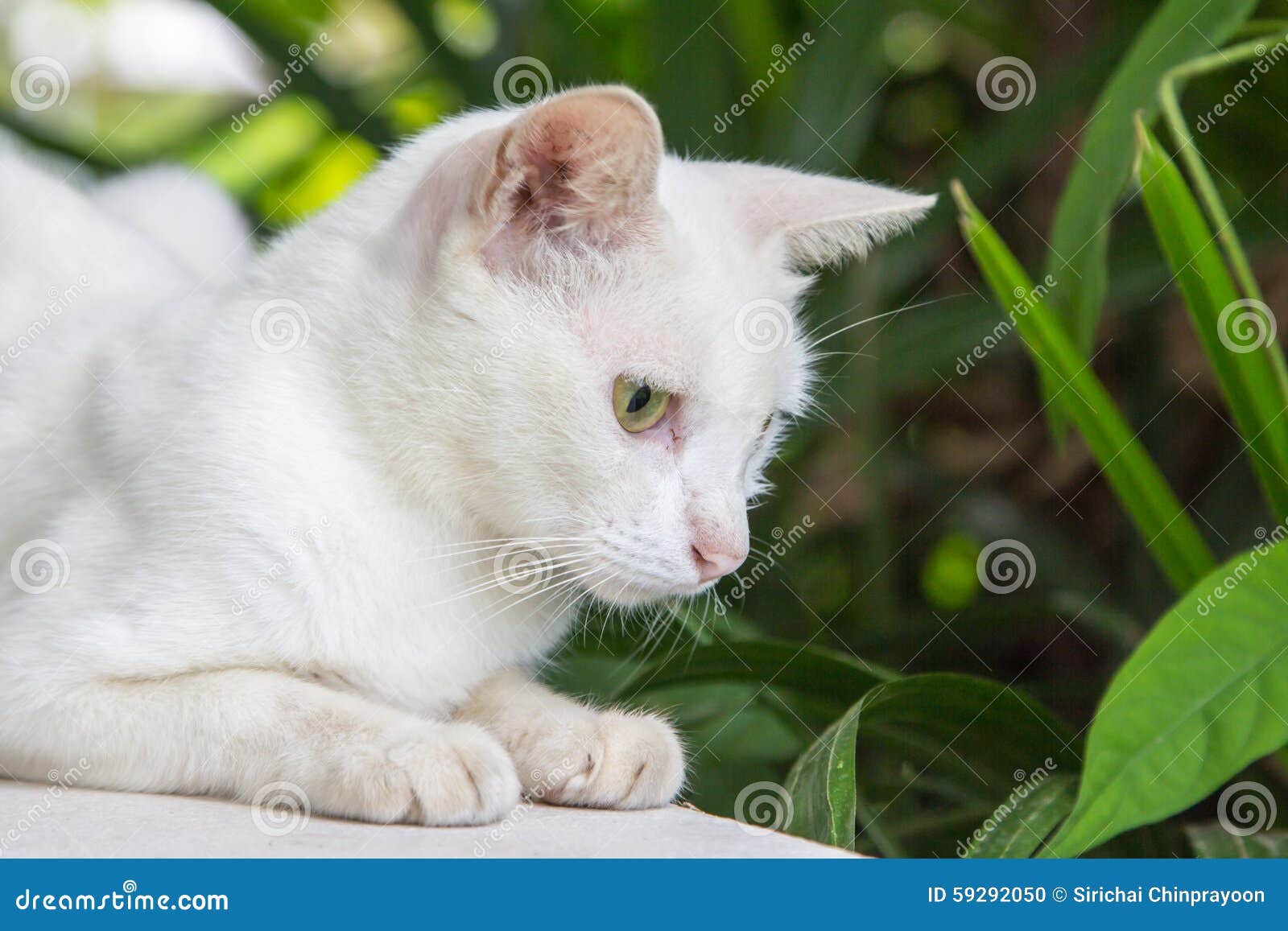 White cat stock photo. Image of looking, sitting, domestic - 59292050