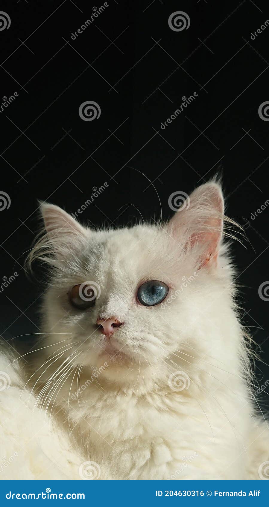 White Cat with Two Color Eyes Stock Photo - Image of eyes, color: 204630316
