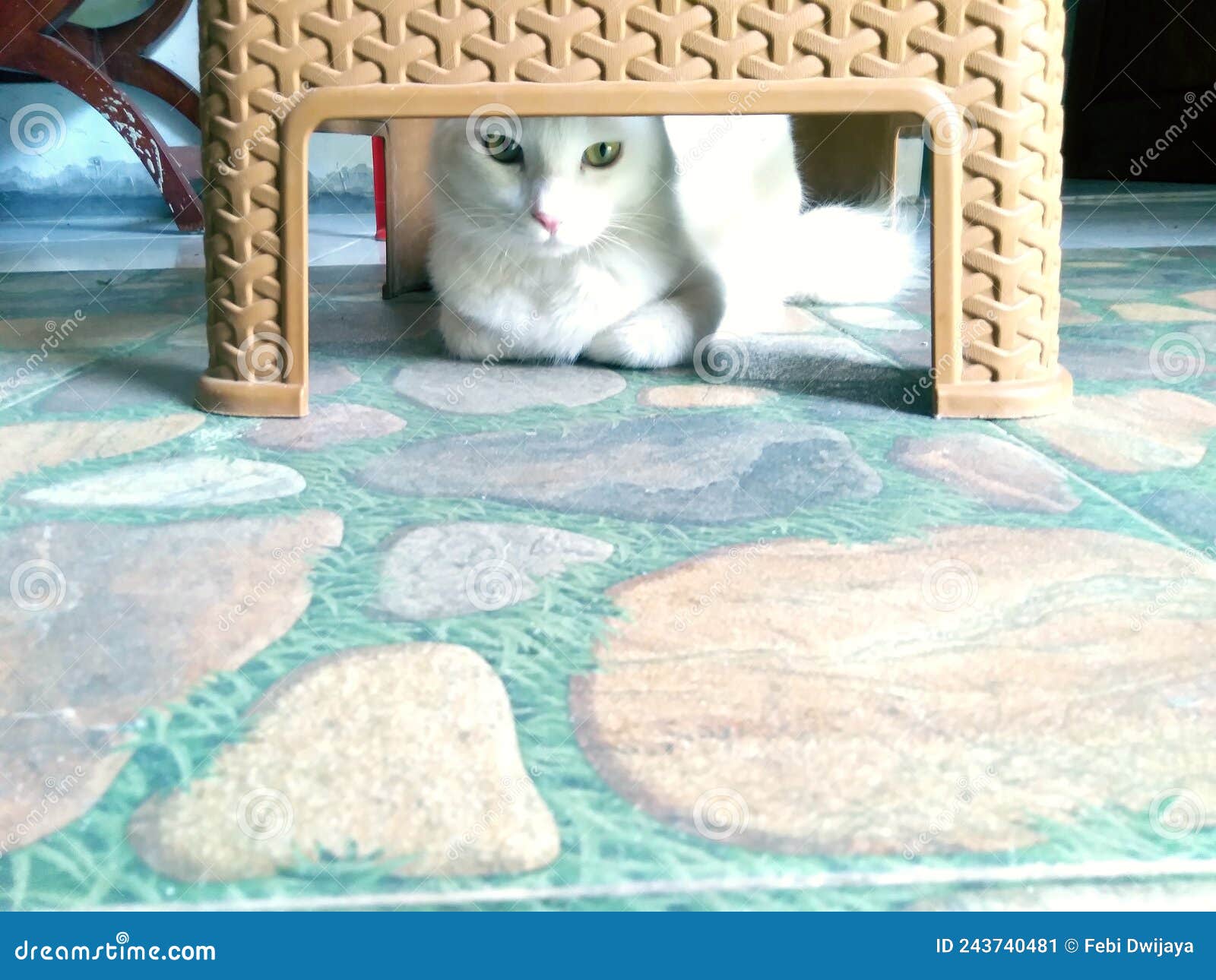 White cat under the chair stock image. Image of animal - 243740481