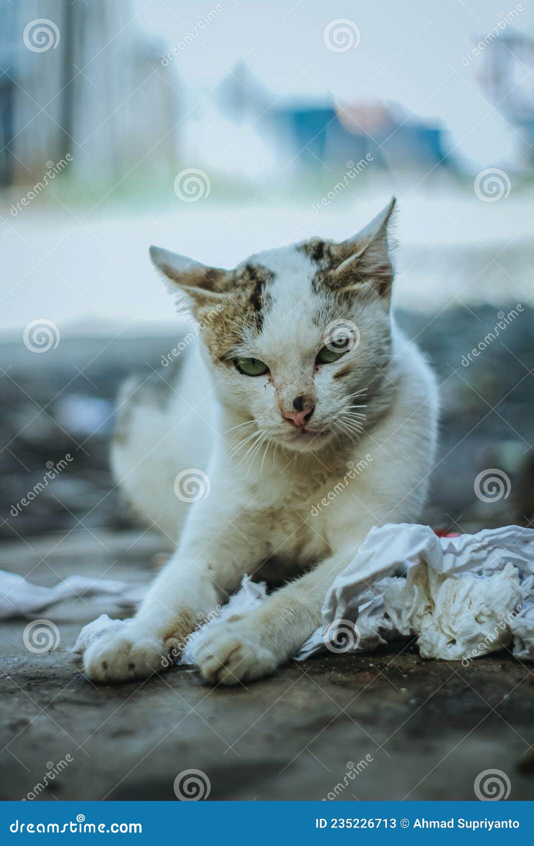 A White Cat with a Very Tense Face Stock Image - Image of snow, wildcat ...