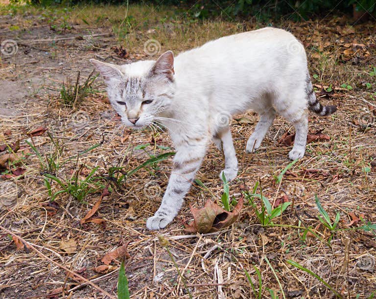 White cat walking stock image. Image of animal, walking - 197185377
