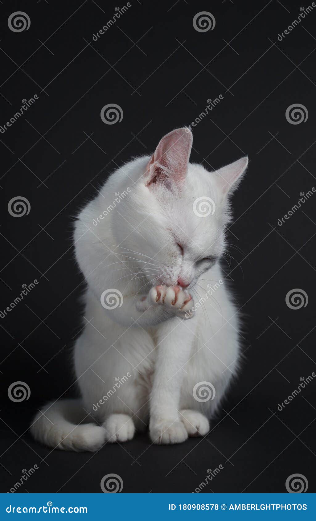 White cat washes stock photo. Image of predator, eyes - 180908578