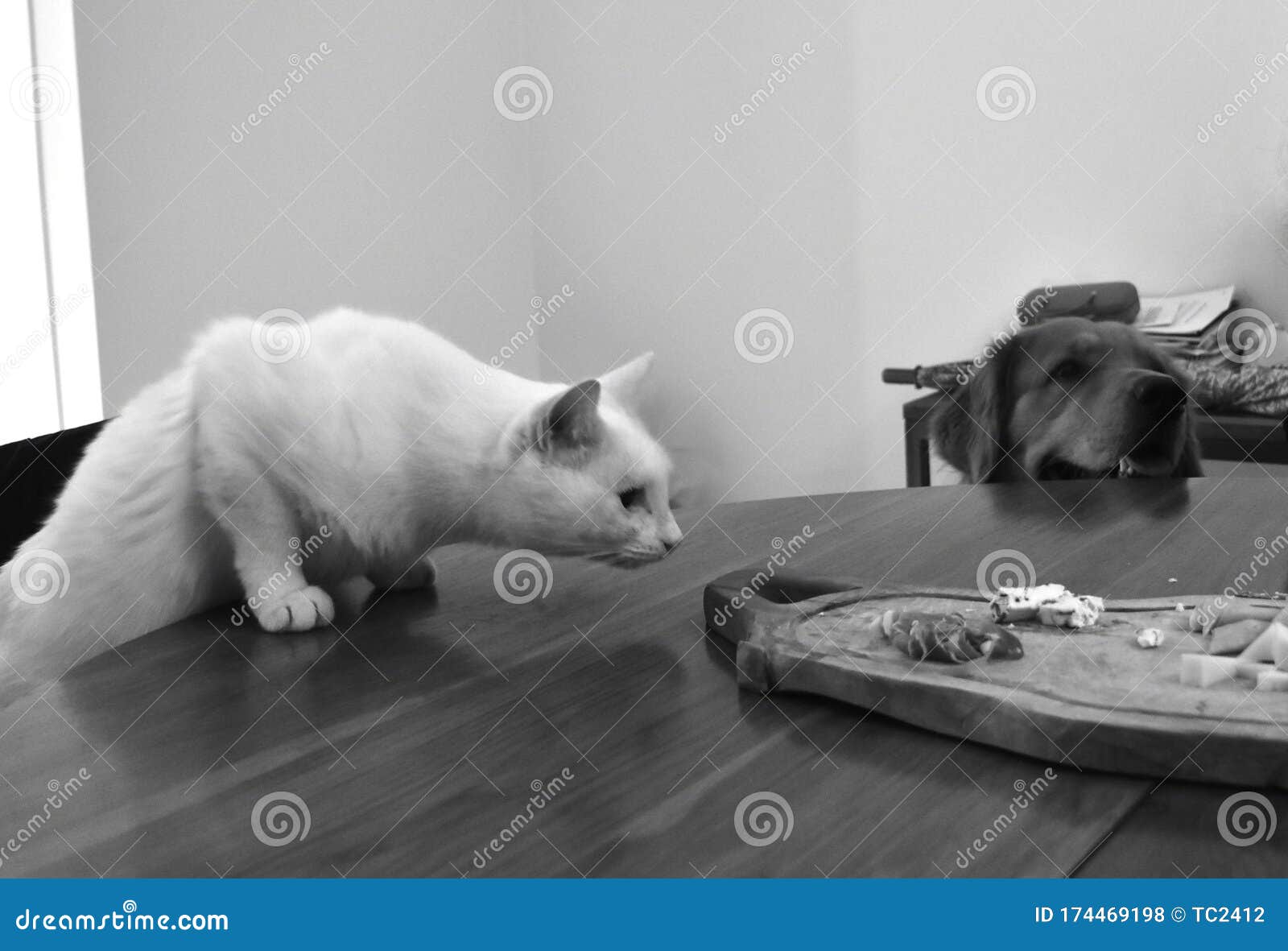 White cat stock photo. Image of feline, animal, pets - 174469198
