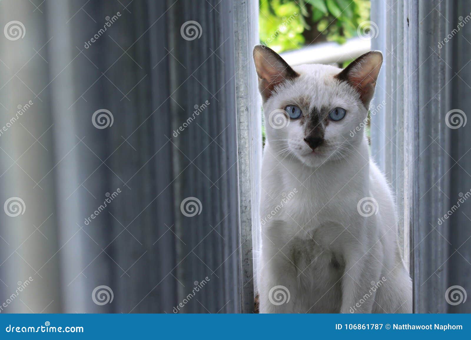White cat in the window stock image. Image of looking - 106861787