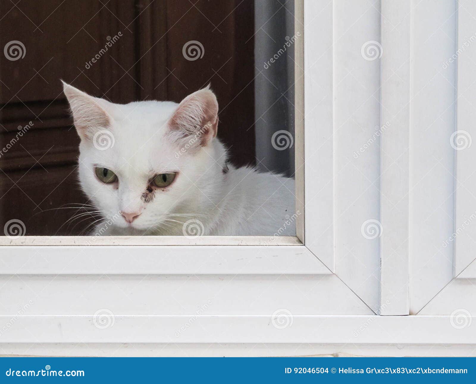 White cat on the window stock photo. Image of sick, house - 92046504