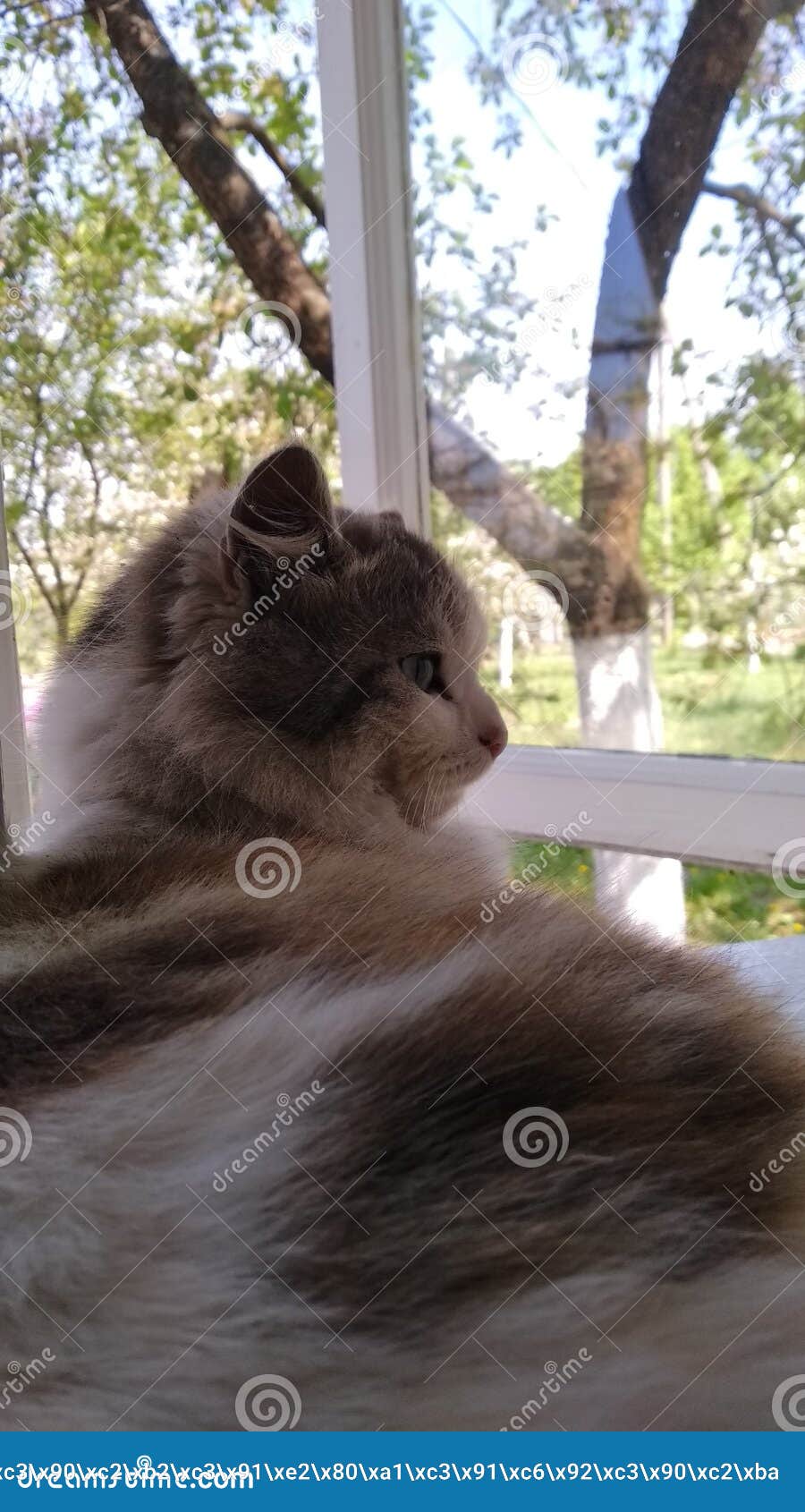 White cat at the window stock photo. Image of music - 173981098