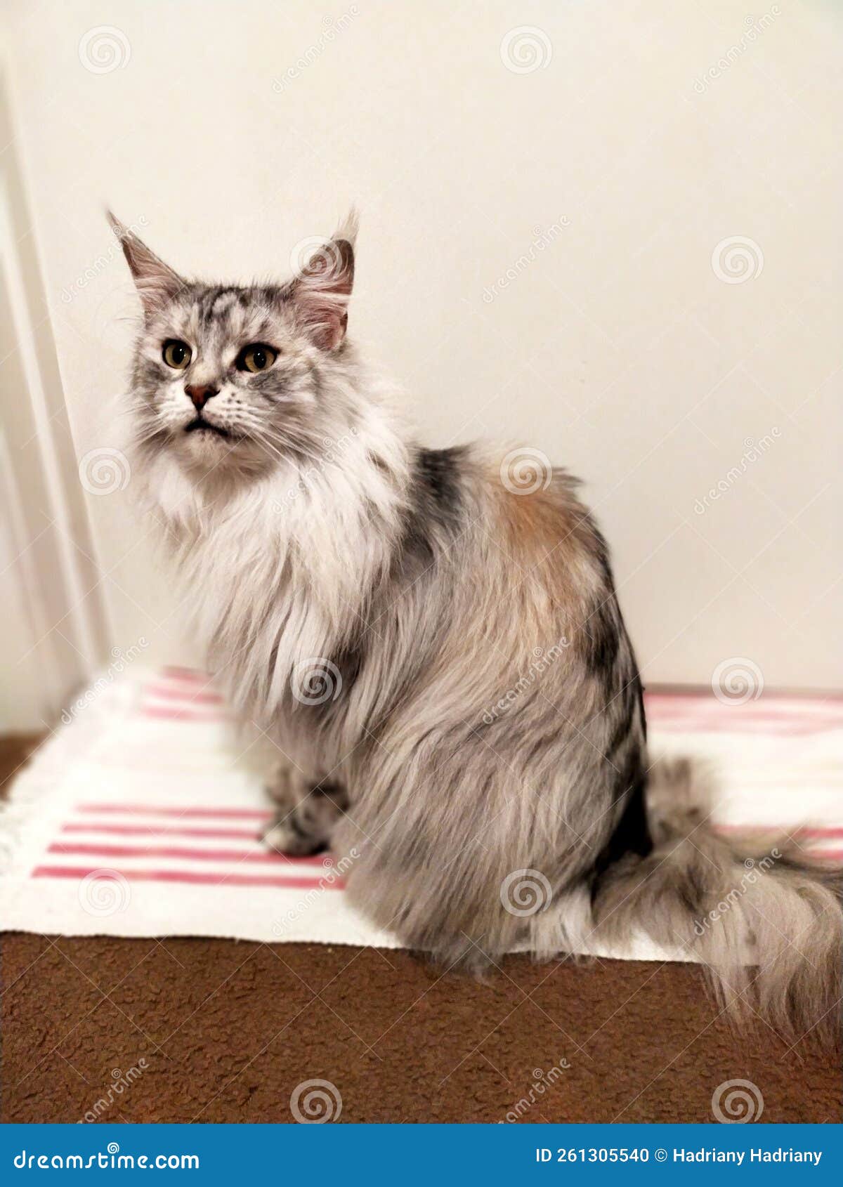 White Cat with Yellow Eyes Long Hair Stock Photo - Image of white ...