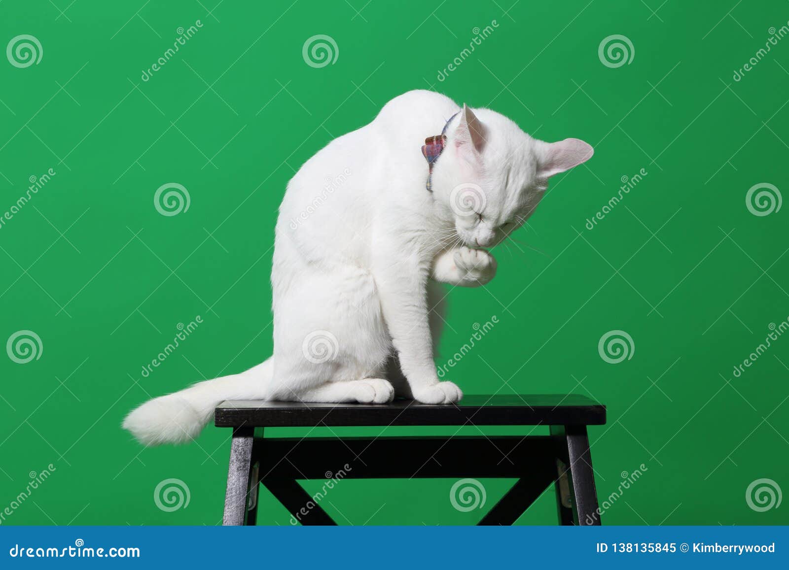 White Cat stock image. Image of screen, eyes, animal - 138135845