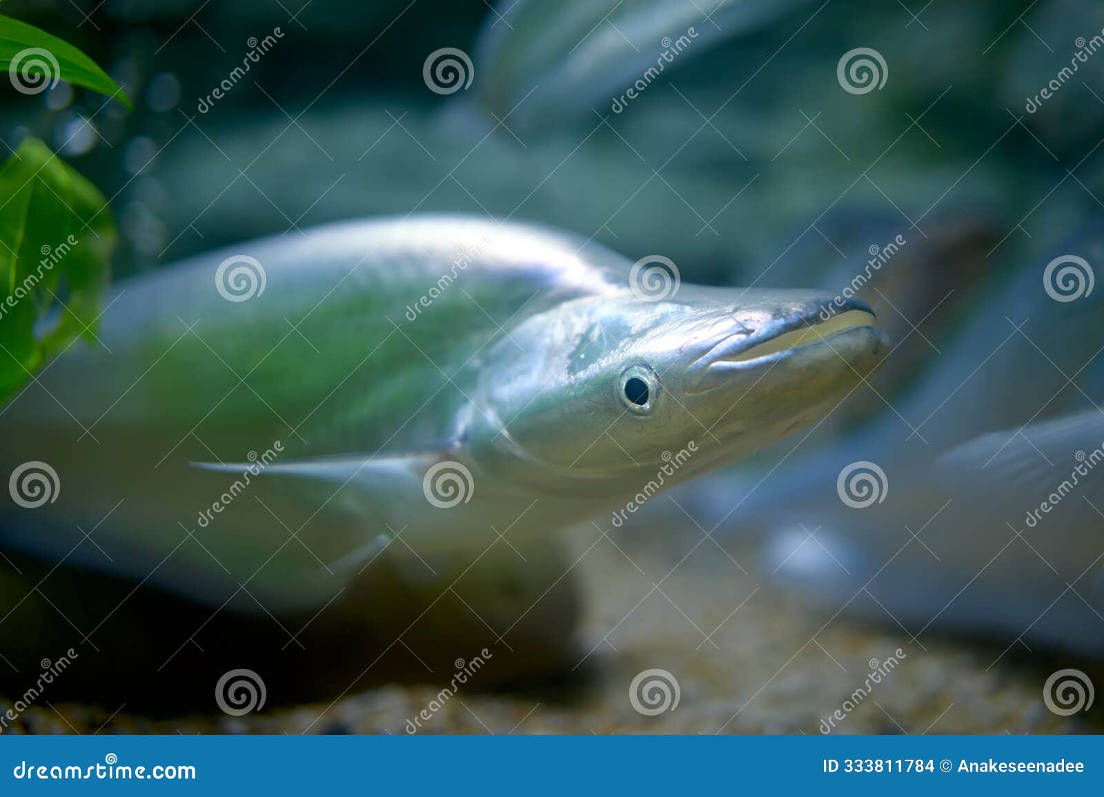 White Catfish in a Glass Tank, Thai River Fish Stock Photo - Image of ...