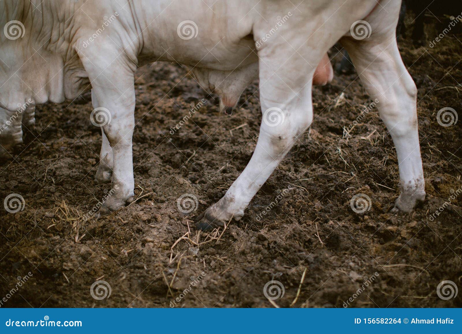 Cattle or Cow Reproductive Organs Stock Photo - Image of barn, bovine ...
