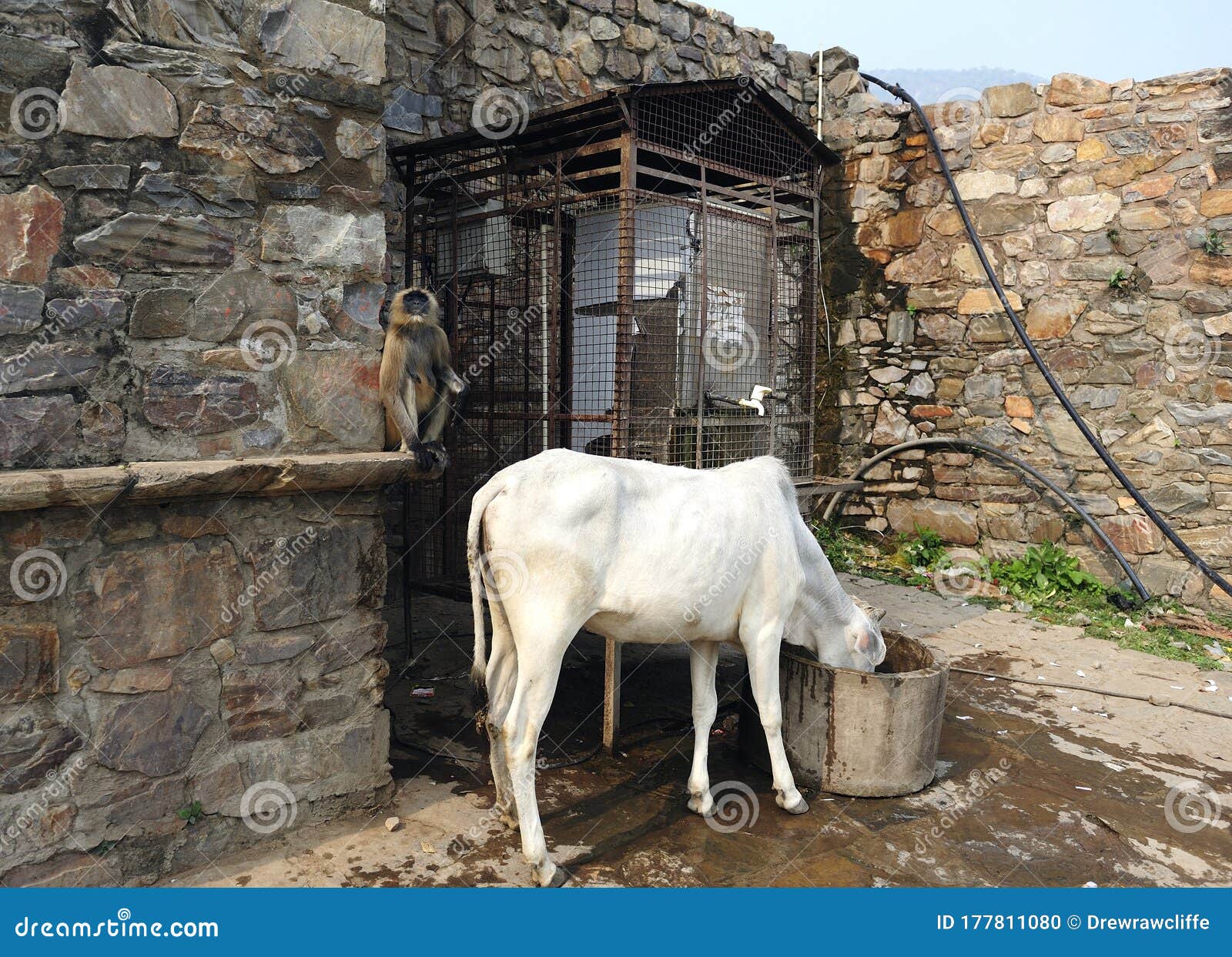 Monkey Watching a Cow Drink Stock Photo - Image of religious ...