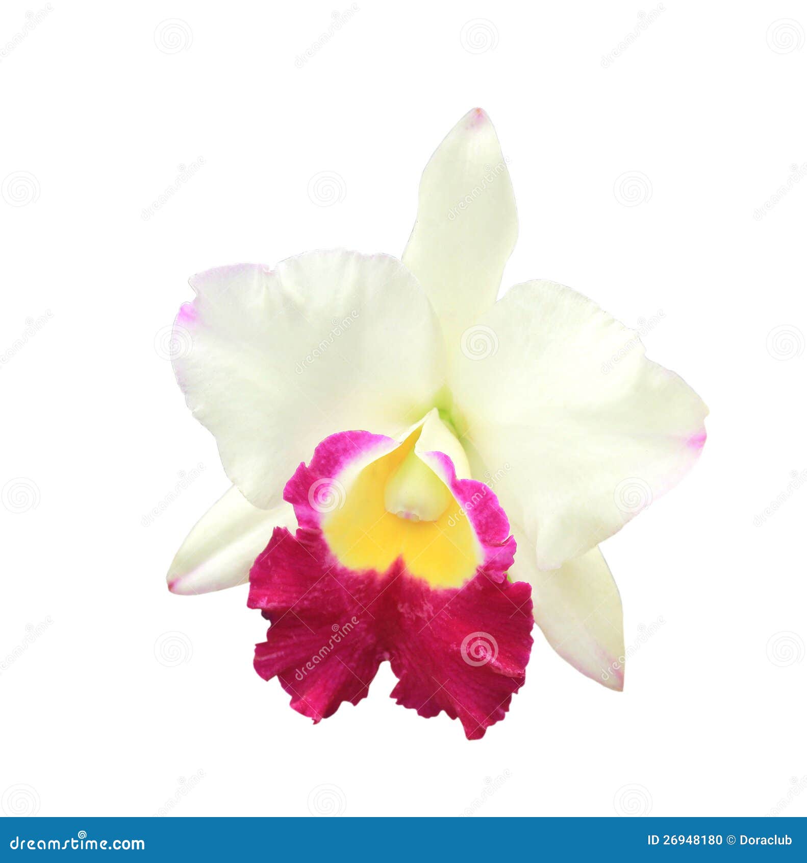 White Cattleya orchid stock photo. Image of south, beauty - 26948180