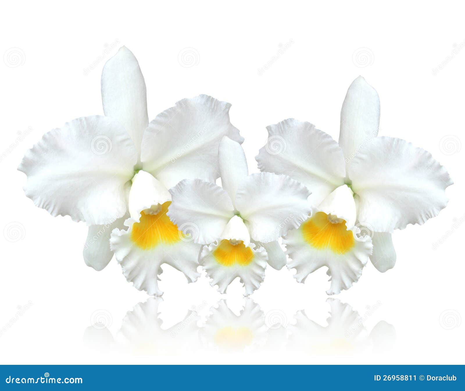 White Cattleya orchid stock image. Image of home, plant - 26958811