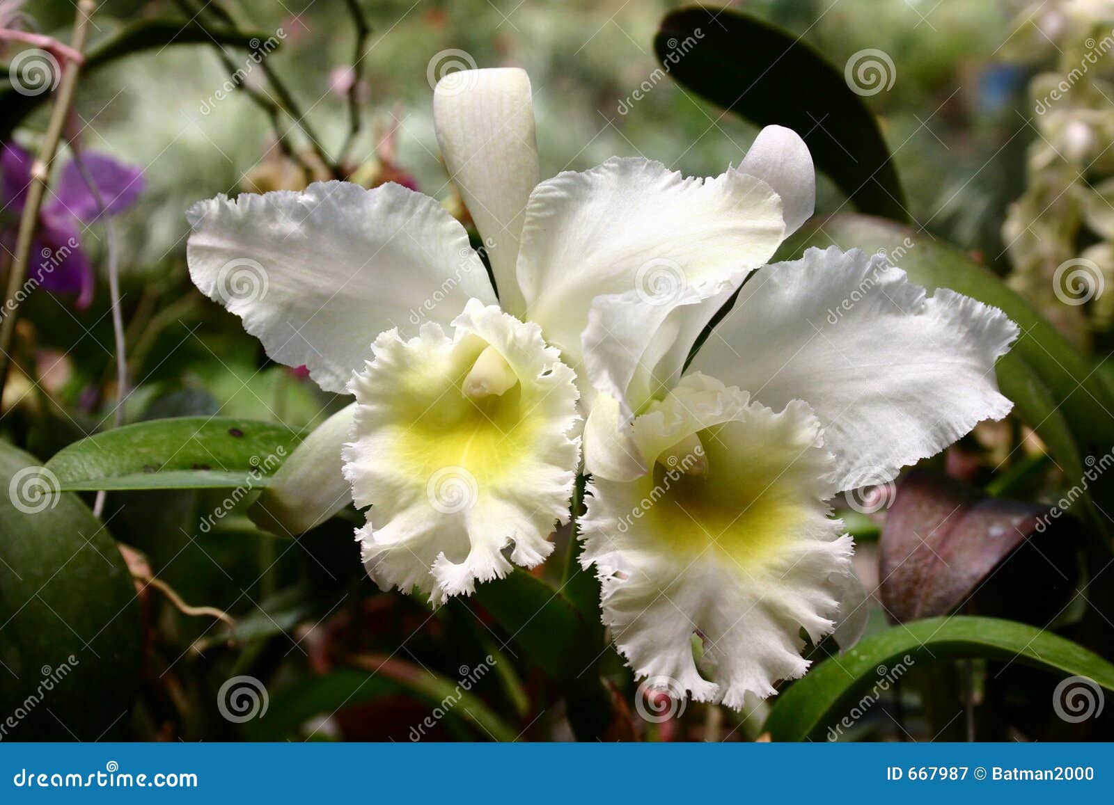 White cattleya orchid stock image. Image of flower, color - 667987