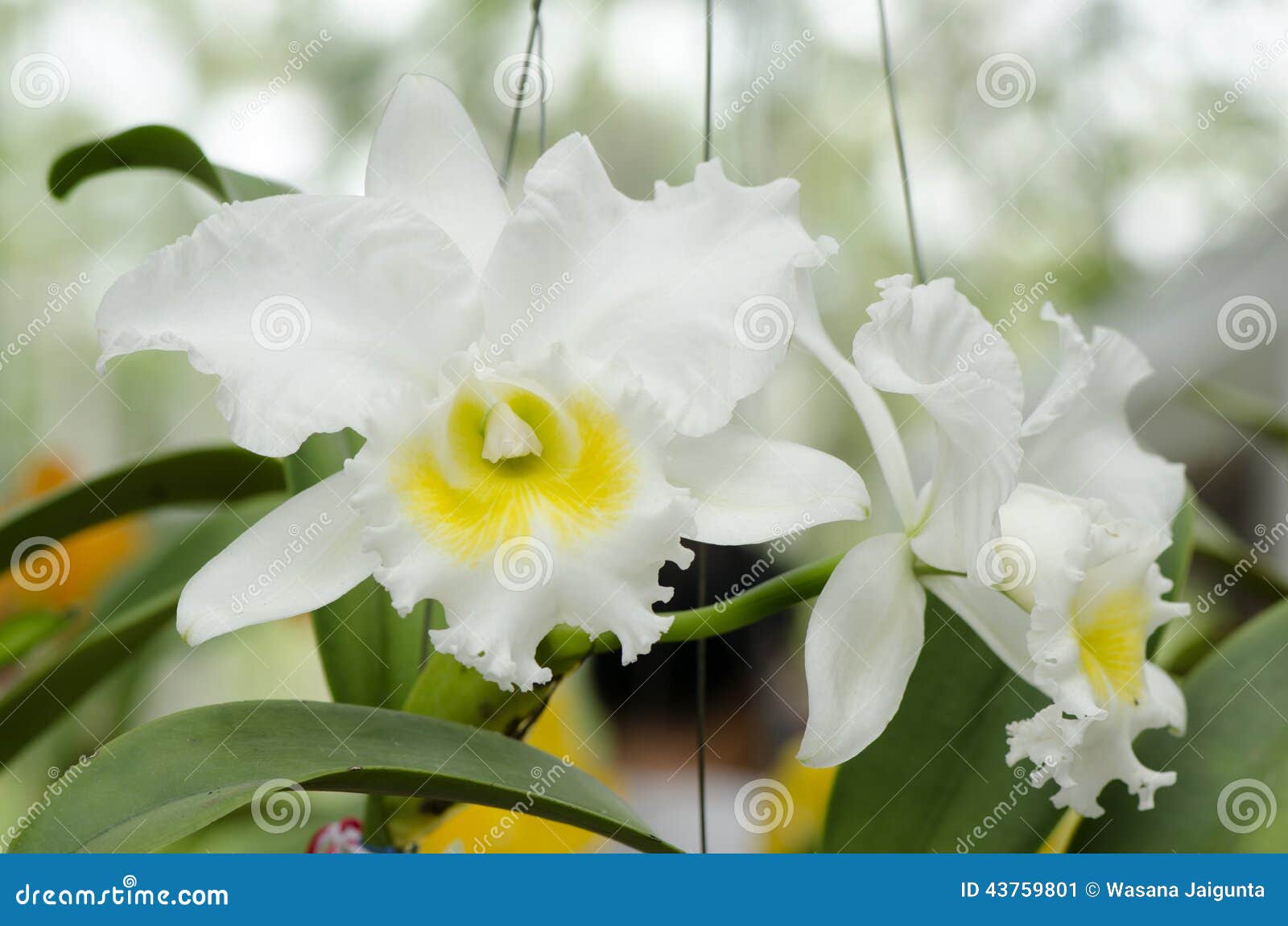 White cattleya orchid stock image. Image of flora, orchid - 43759801