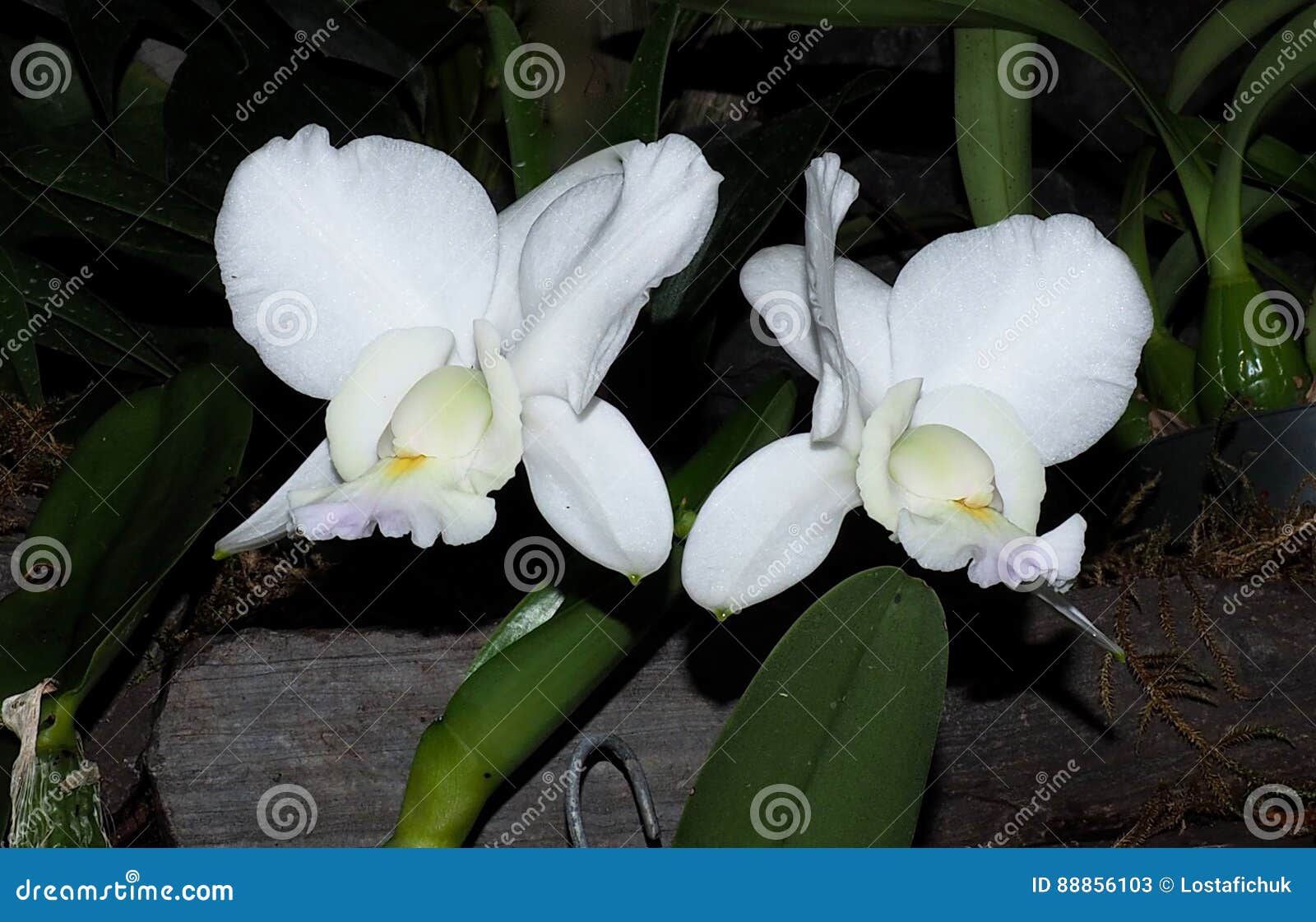 White Cattleya Orchid stock image. Image of bloom, cattleya - 88856103
