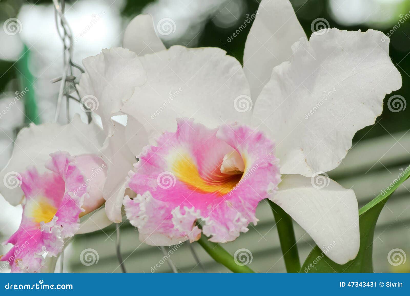 White Cattleya Orchid. stock image. Image of stem, bouquet - 47343431