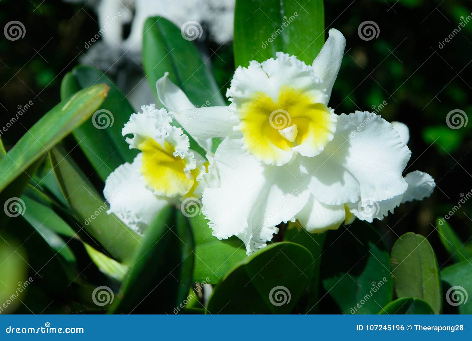 White Cattleya Orchid Flower Selective Focus in the Garden Stock Photo ...