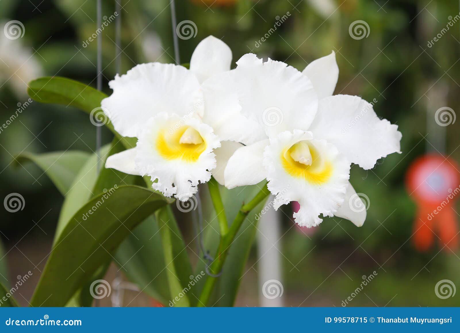 White Cattleya orchids stock image. Image of cattleya - 99578715